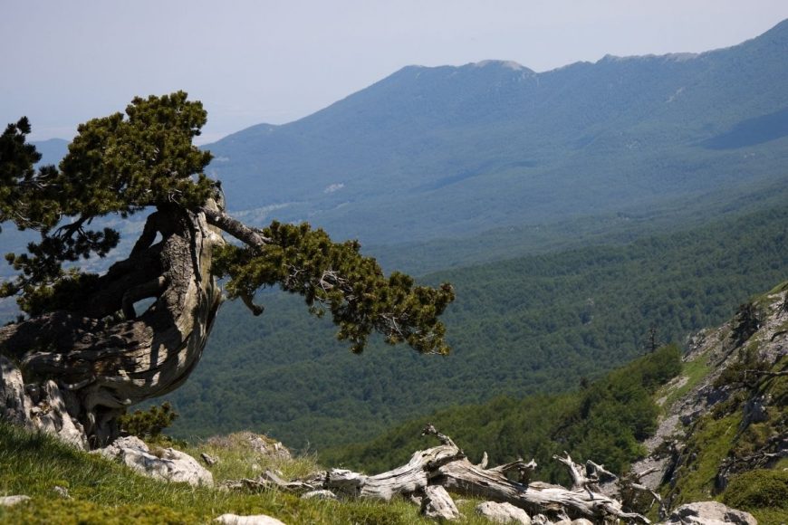 Parco del Pollino, trekking per tutti tra pini millenari e faggete ...