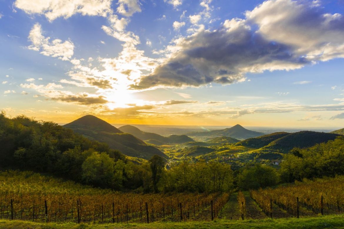 Sui Colli Euganei film tra i vigneti con “Cinema in cantina” - ViaggiOff