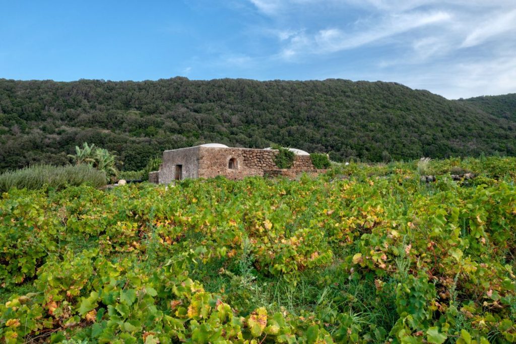 Pantelleria, la vite ad alberello festeggia 10 anni tra i tesori Unesco ...